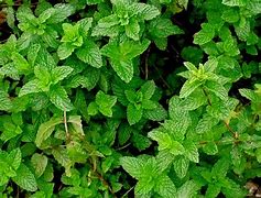 Herb Magickal and Medicinal Uses – Peppermint – Witches Of The Craft®