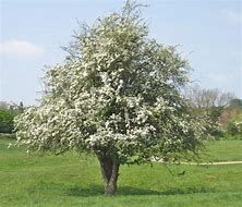Celtic Month of the Hawthorn Moon May 13 – June 9 – Witches Of The Craft®