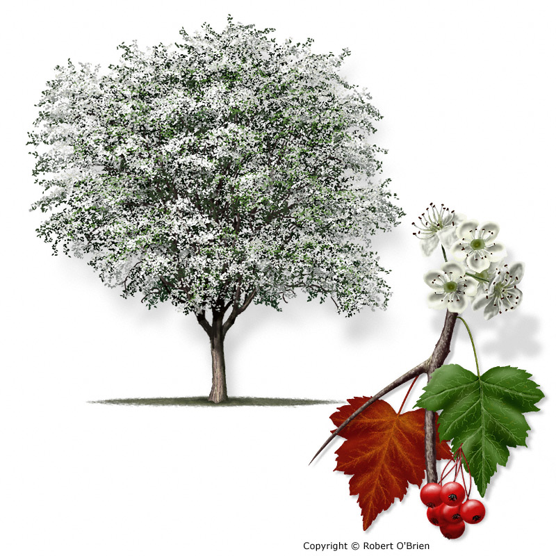 Celtic Month of the Hawthorn Moon May 13 – June 9 – Witches Of The Craft®