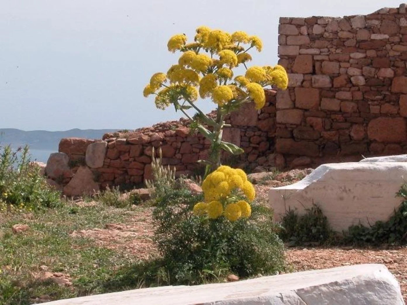 Miracle Plant Used in Ancient Greece Rediscovered After 2,000 Years ...