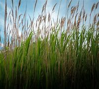 Celtic Reed Month: October 28 – November 23 – Witches Of The Craft®