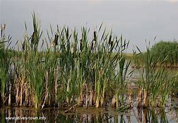 Celtic Reed Month: October 28 – November 23 – Witches Of The Craft®