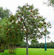 Celtic Tree Month – Rowan: January 21 – February 17 – Witches Of The Craft®