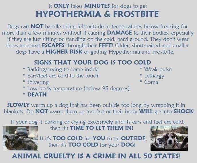 Welcome to WOTC! A PSA for Furry Companions and Humans in Cold Weather ...